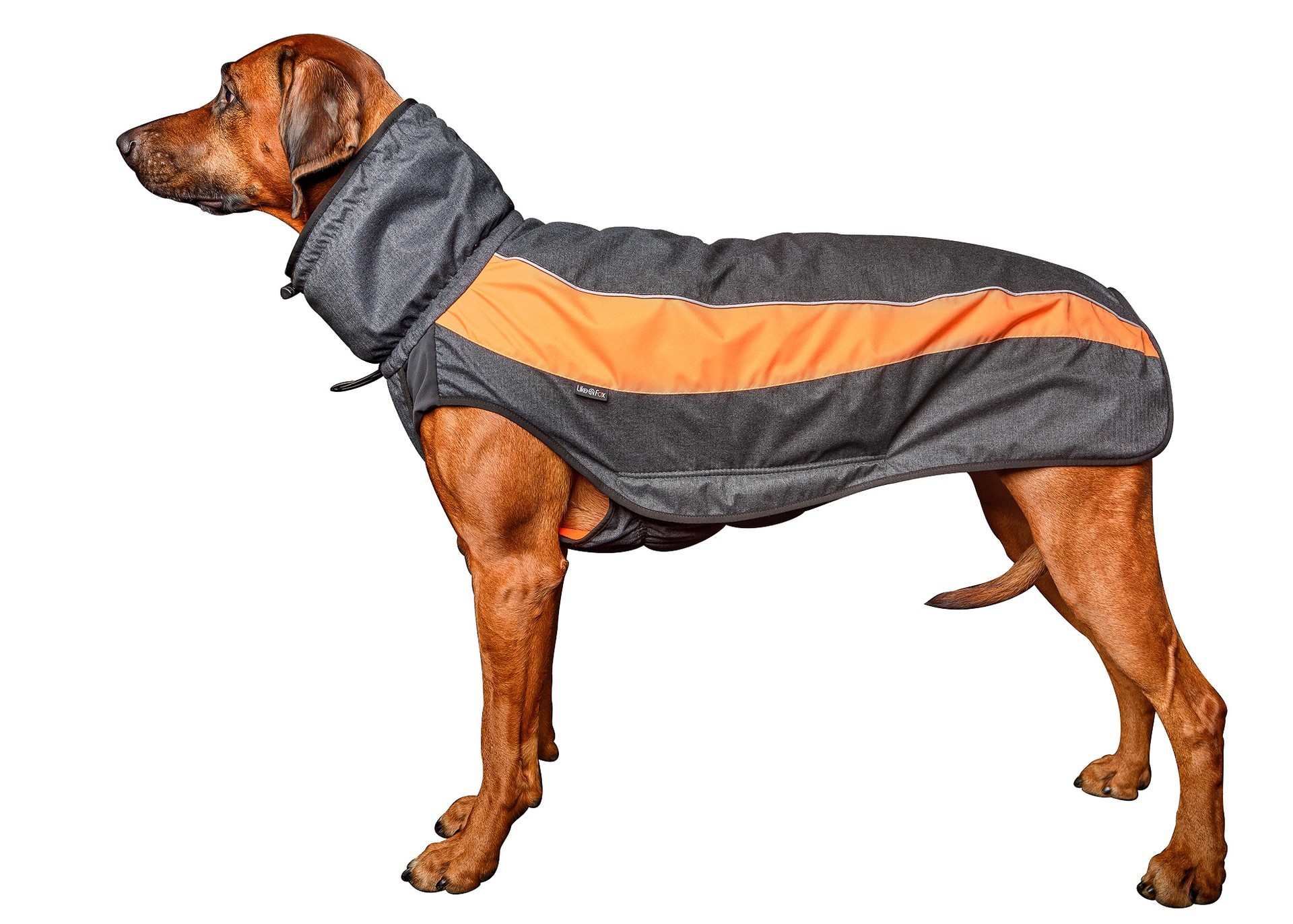 Like a Fox. Basenji clothes