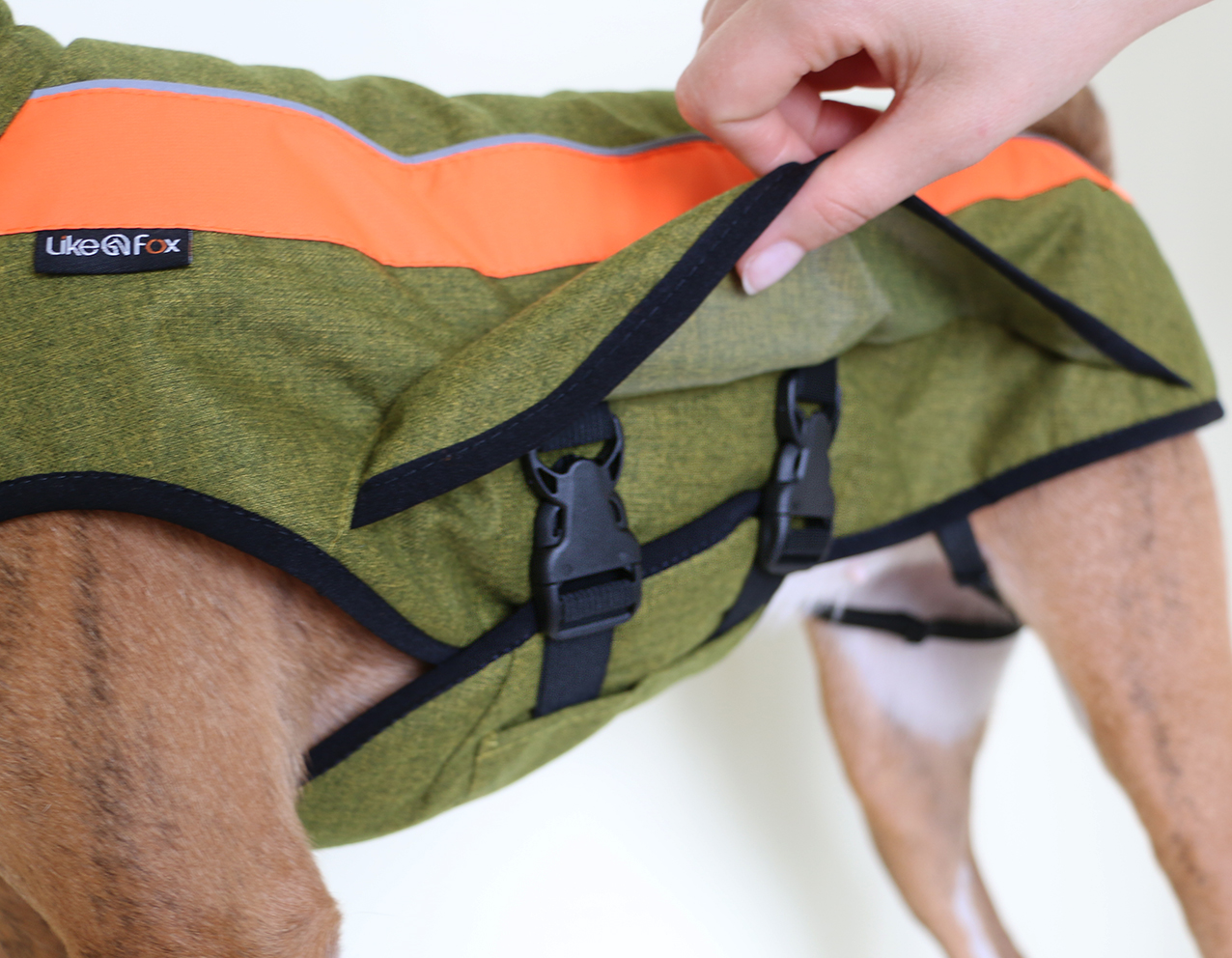 Like a Fox. Basenji clothes