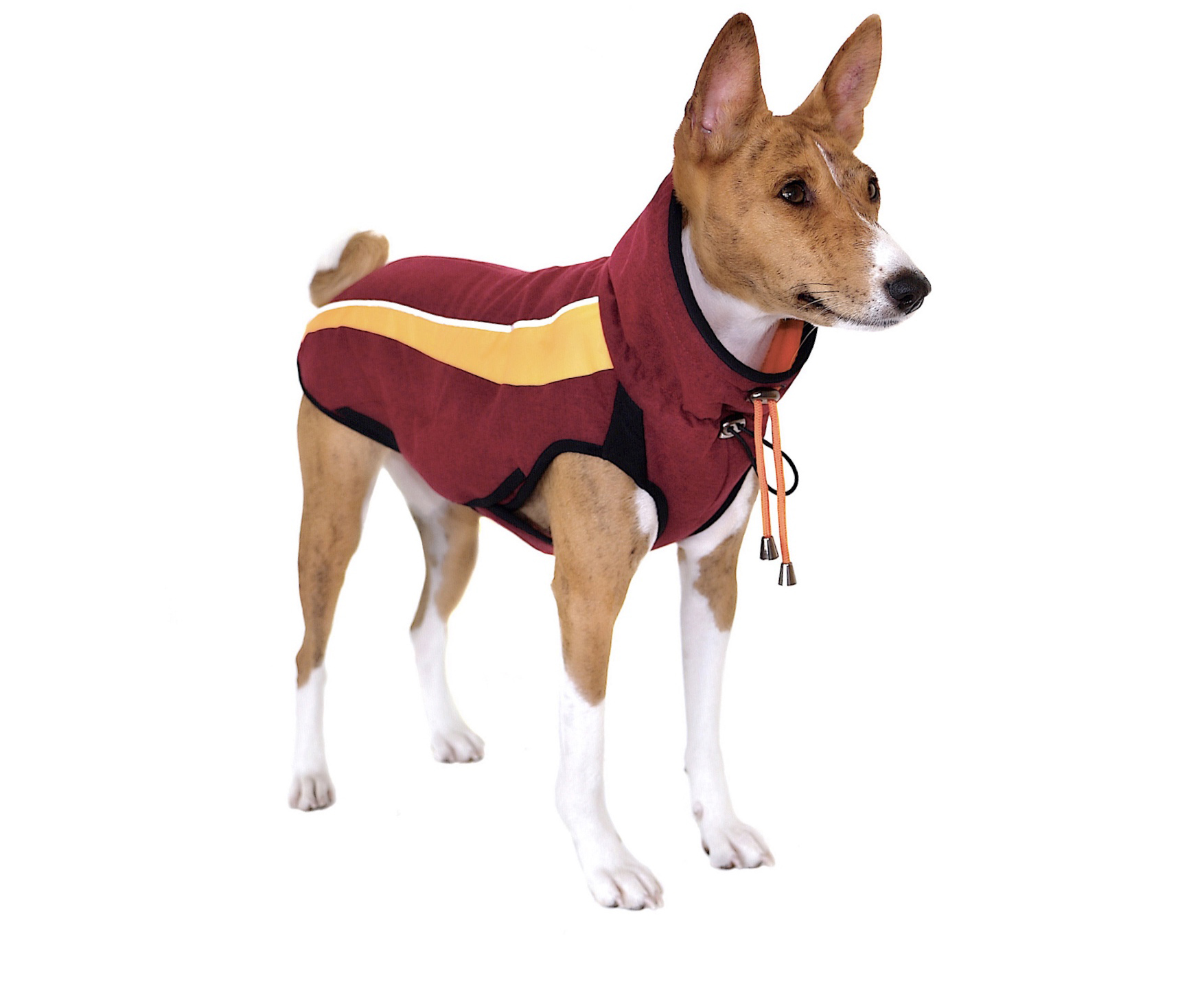 Like a Fox. Basenji clothes